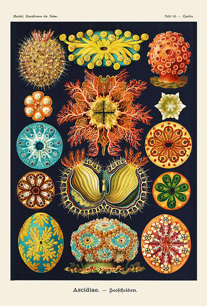 Ascidiae by Haeckel, Vintage Sea Life Art Print, Natural History ...